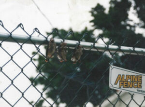 Chain Link - Alpine Fencing, NY